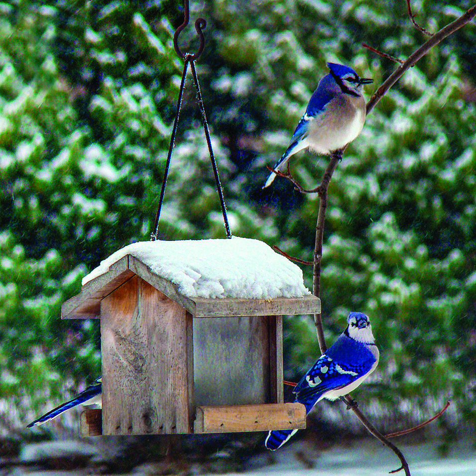 Choosing The Best Foods For Backyard Birds | The Franklin Shopper | The ...